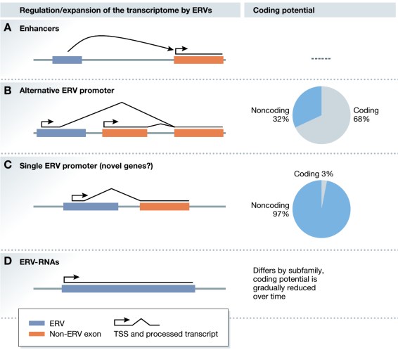 Research – Göke Lab